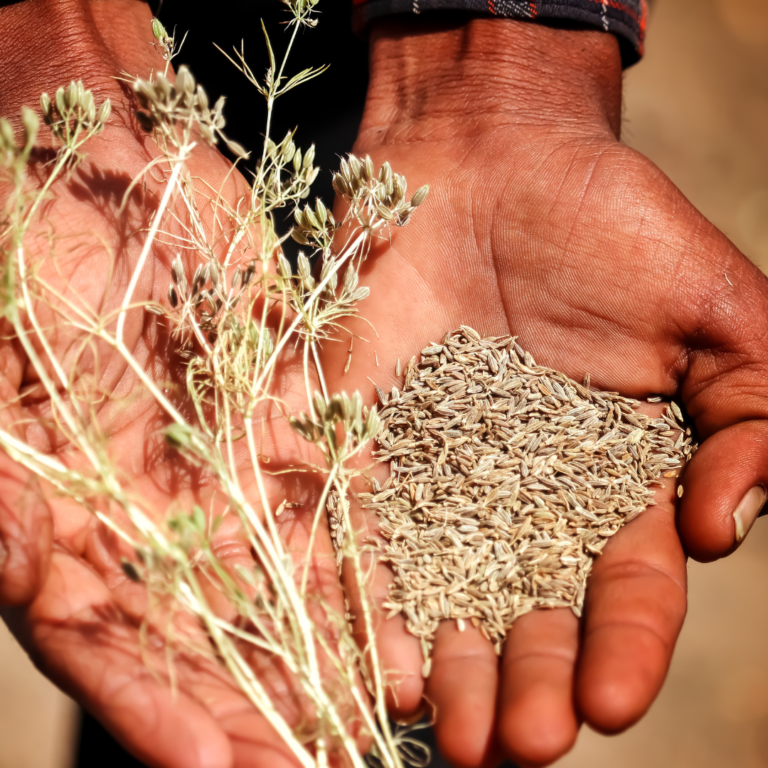 Differences Between Black Seed Oil, Black Cumin, and Cumin: Plants and ...